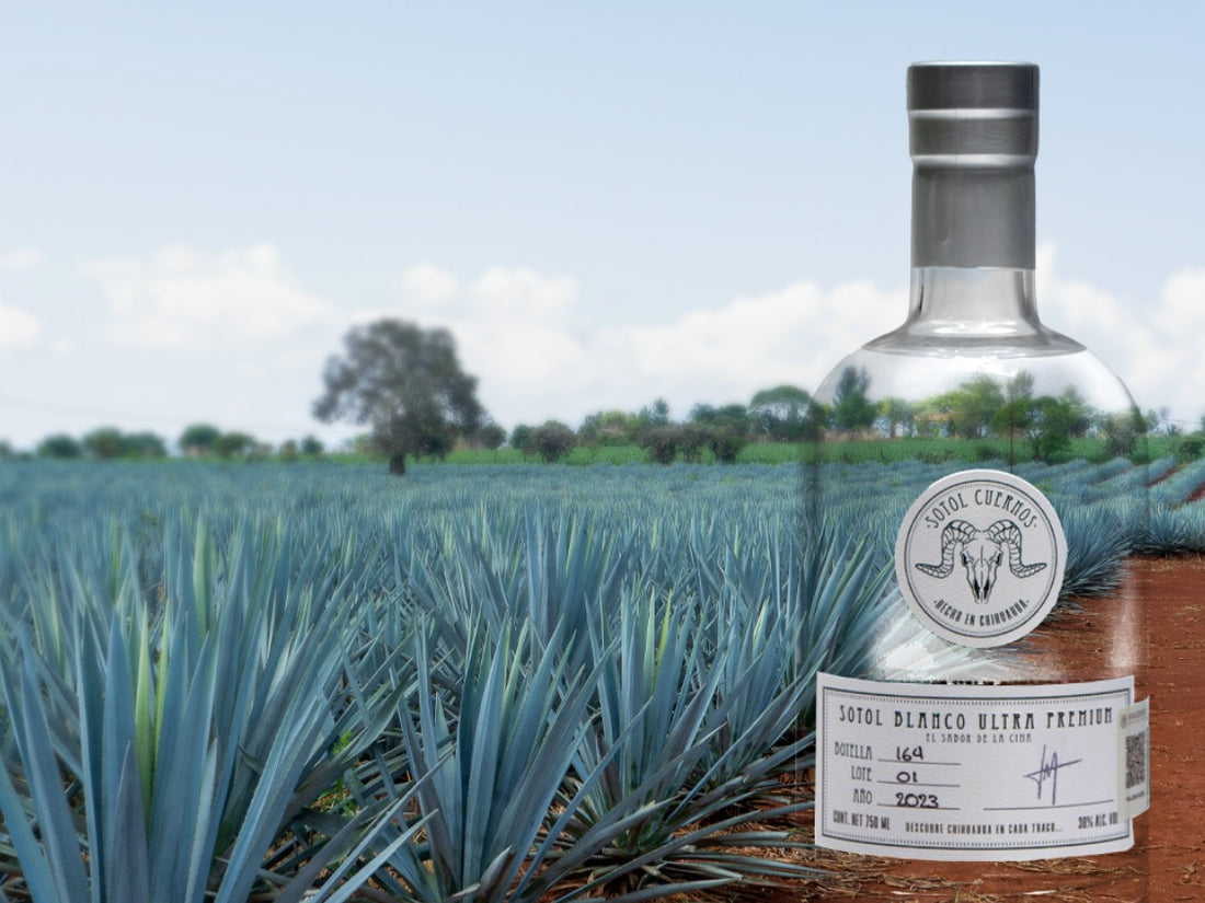 Sotol Cuernos: Auténtico Espíritu de Chihuahua | Bebida Artes ...